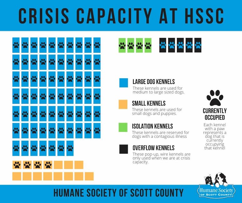Overloaded Like Animal Shelters Nationwide, Scott County Humane Society ...